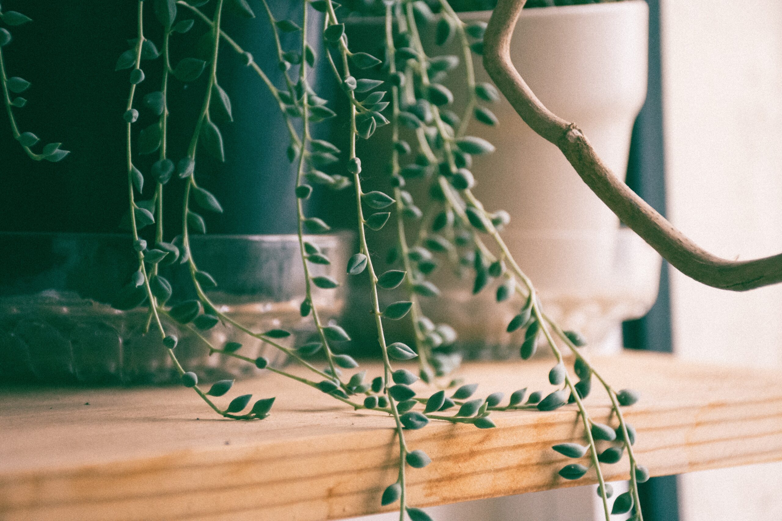Growing String of Tears in an Apartment - Learn Gardening Indoors